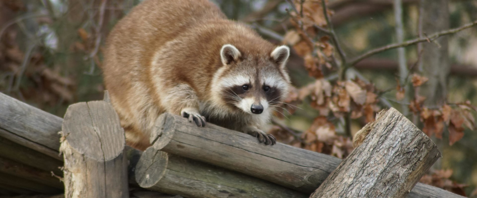 The Role Of Wildlife Removal Services And Wildlife Control In ...